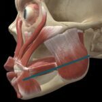 Safety First Masseter Injection Technique | Dr Tim Pearce