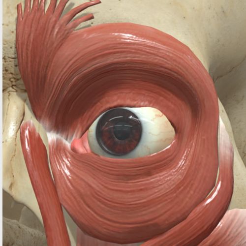 Treating the Jelly Roll: Orbicularis Oculi Injections | Dr Tim Pearce